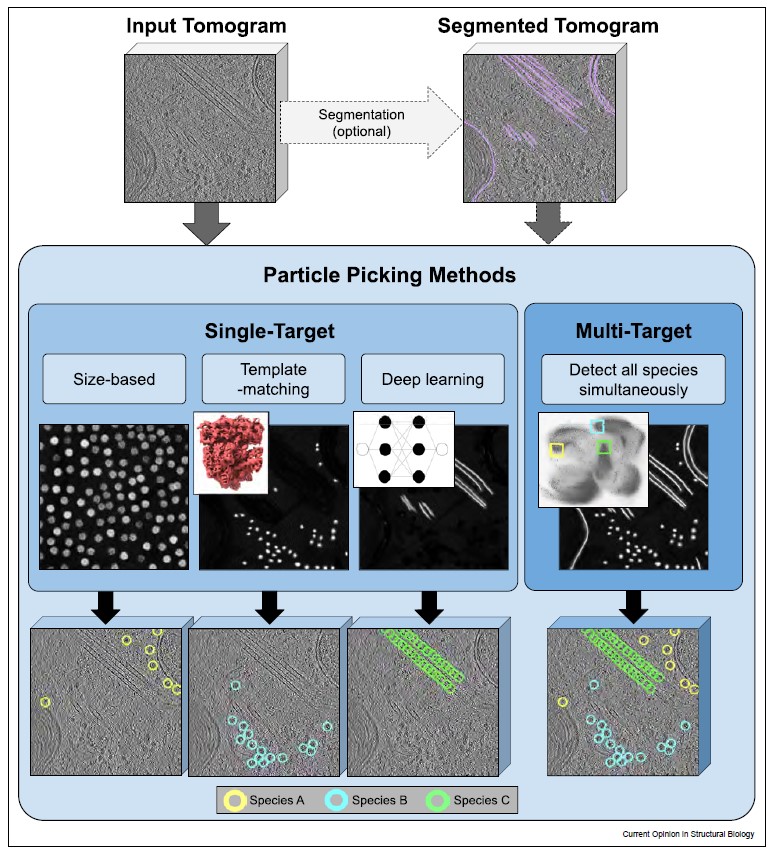 Publications | Duke Human Vaccine Institute